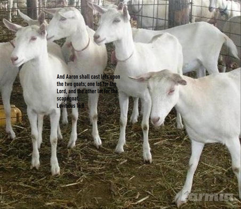 What is a scape goat? – Charles (Chuck) Kensinger